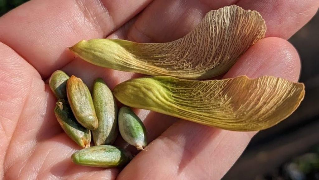 Exploring The Beauty Of Maple Seeds: A Guide - Msc Customs